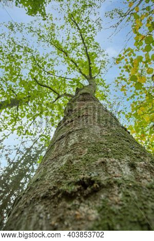 Bottom View Tree Top Image & Photo (Free Trial) | Bigstock