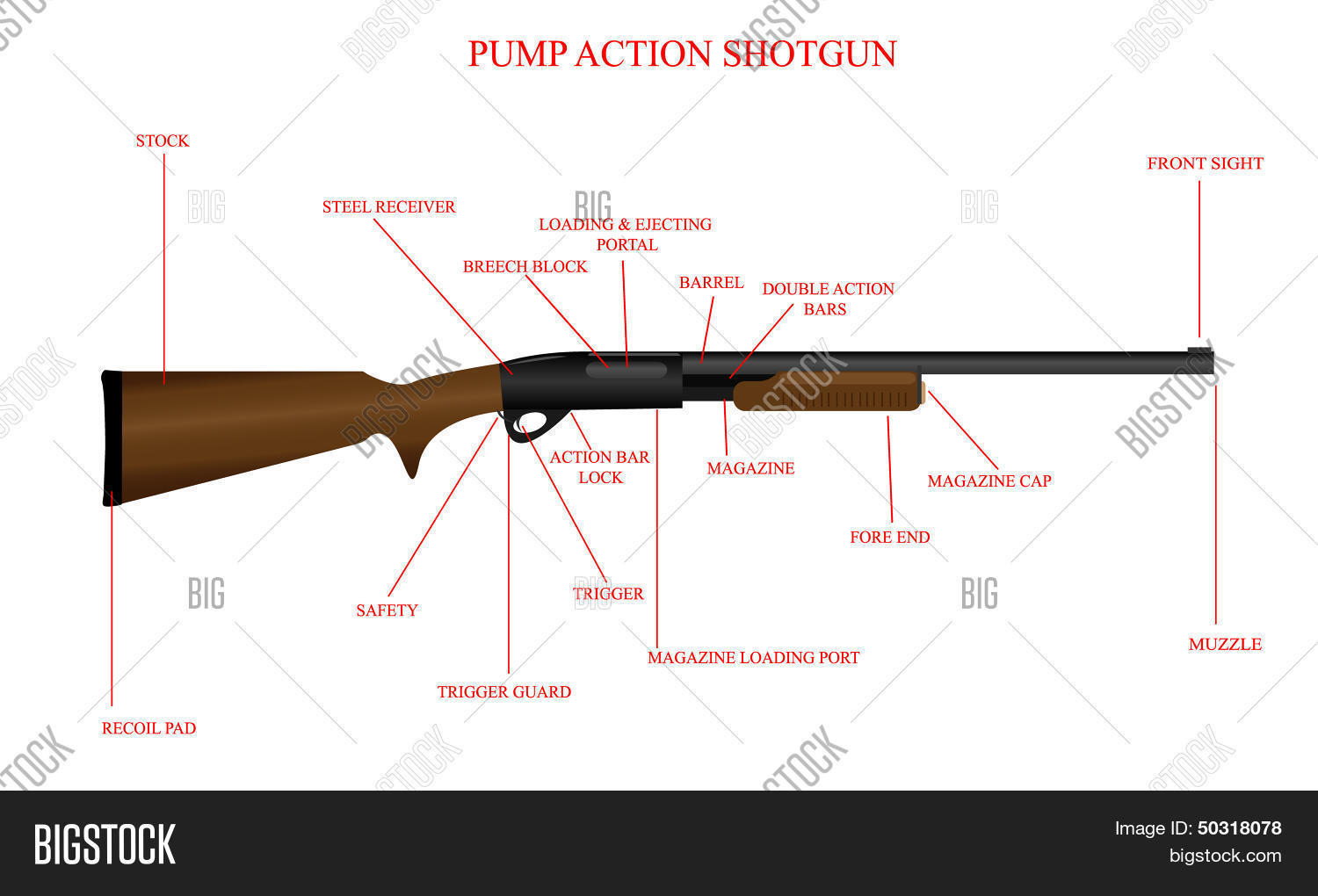 Labeled Shotgun Vector & Photo (Free Trial) | Bigstock