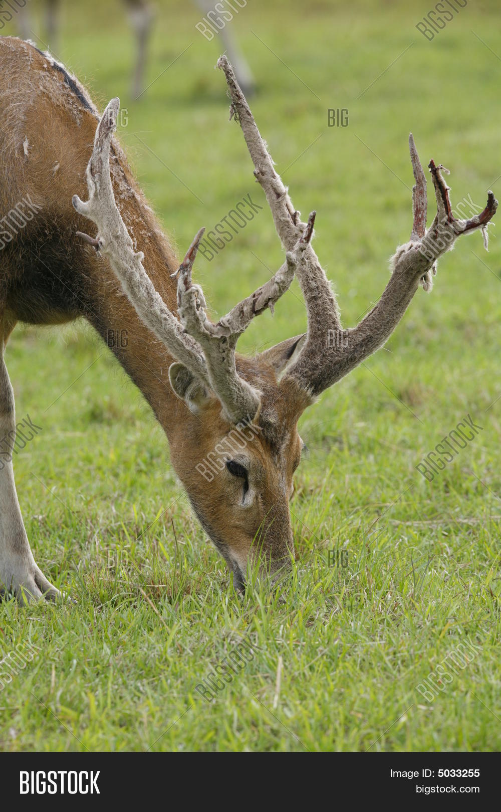 Male European Red Deer Image & Photo (Free Trial) | Bigstock