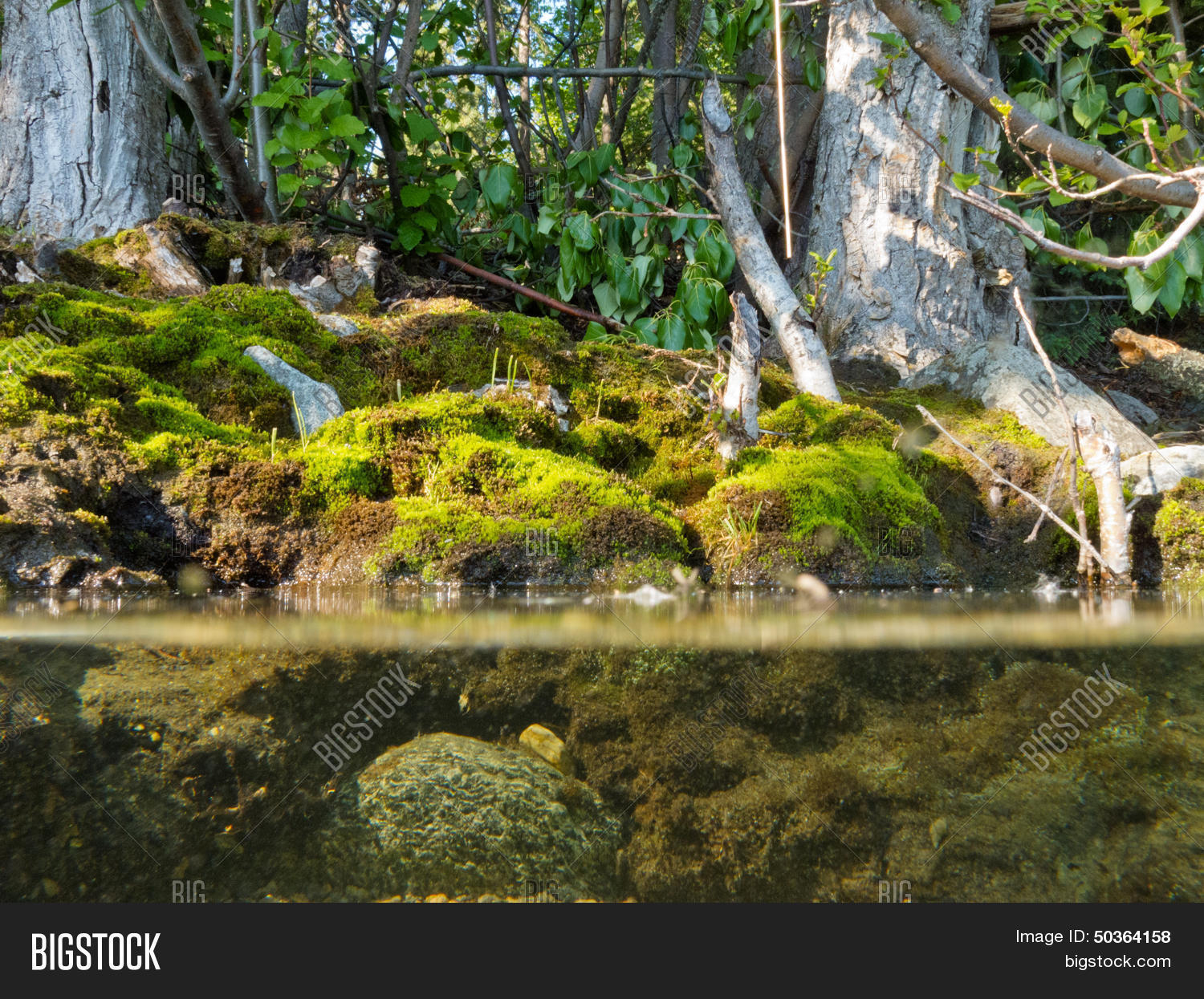 Riparian Habitat Image & Photo (Free Trial) | Bigstock