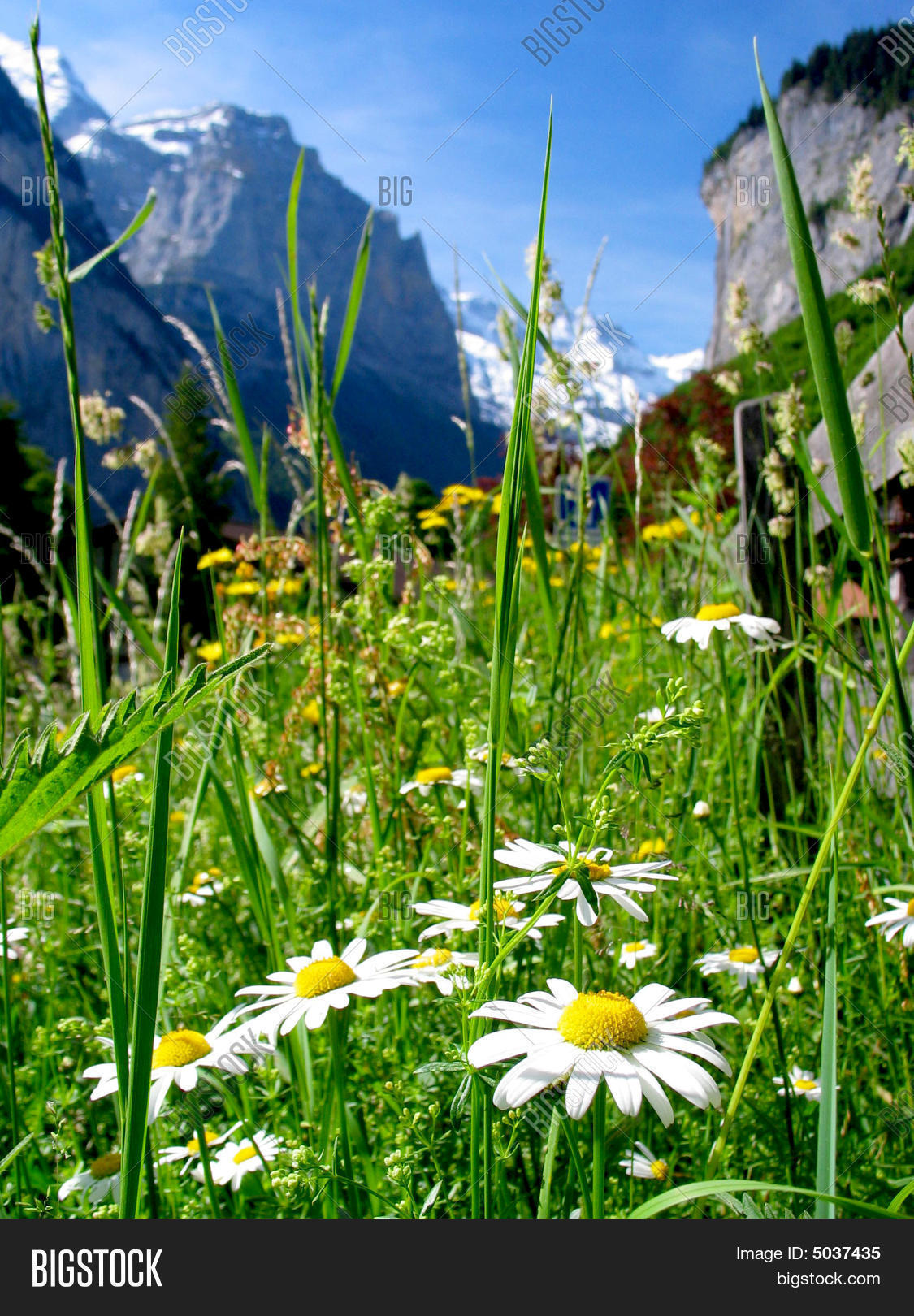 Alpine Flora Image & Photo (Free Trial) | Bigstock