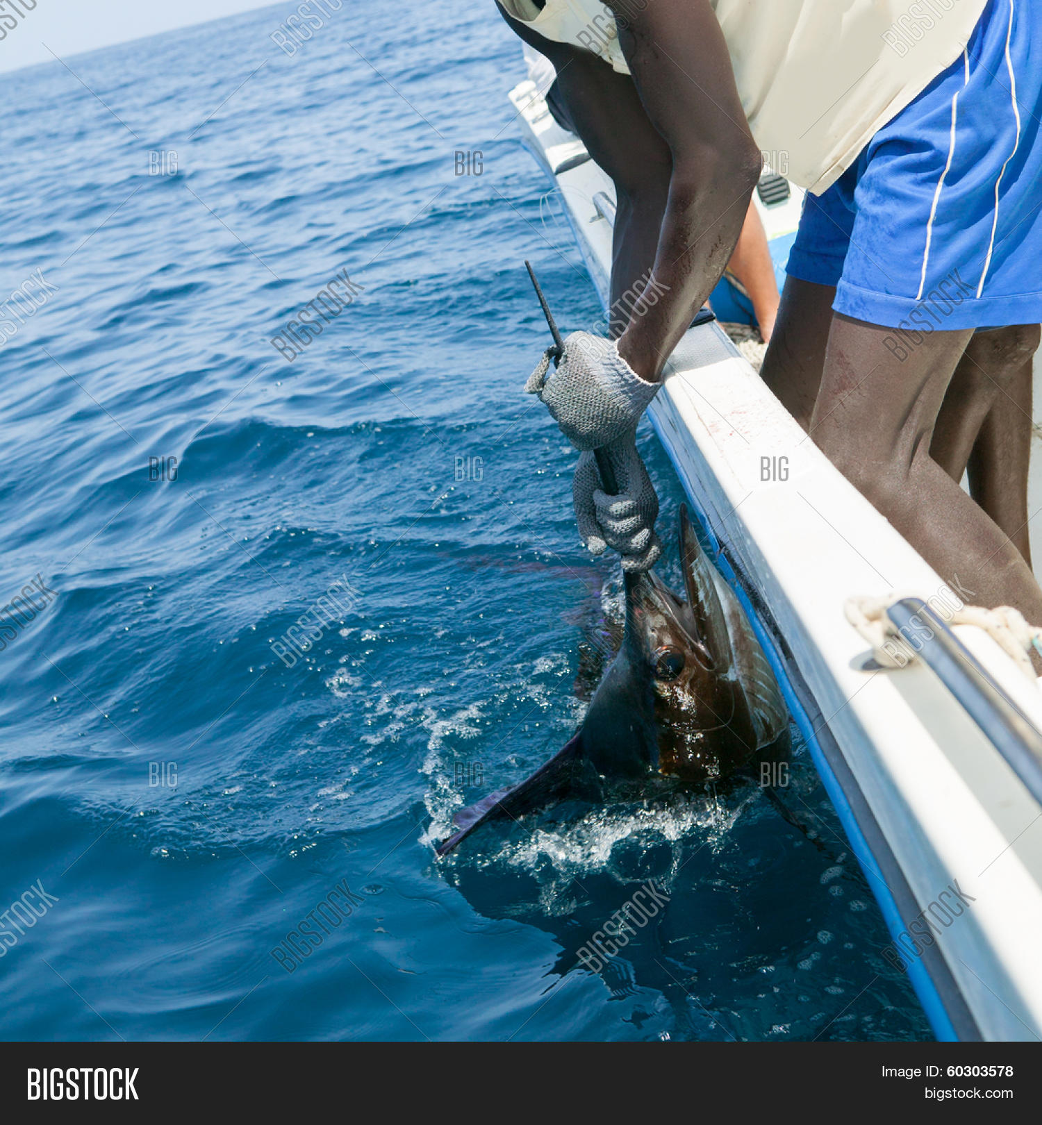 Sailfish Catch Image & Photo (Free Trial) | Bigstock