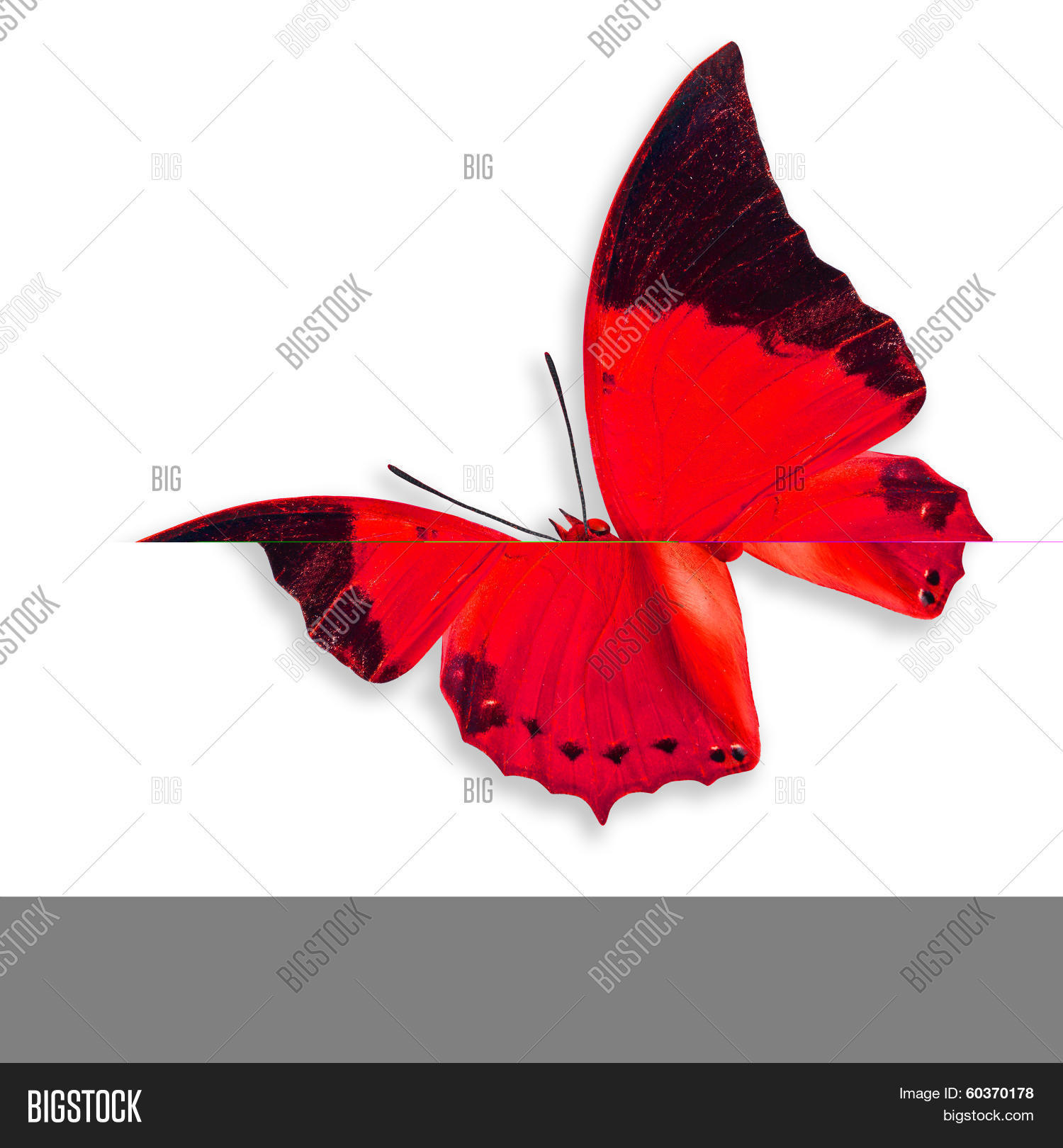 Flying Red Butterfly Image & Photo (Free Trial) | Bigstock