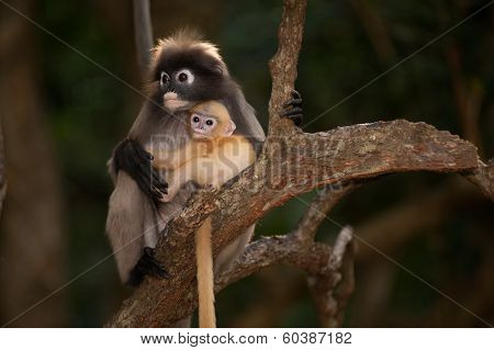 Monkey Mother Son ( Image & Photo (Free Trial) | Bigstock
