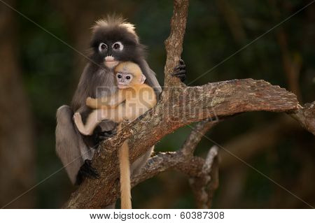 Monkey Mother Son ( Image & Photo (Free Trial) | Bigstock