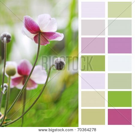 Imagen y foto Anemone Japanese (prueba gratis) | Bigstock