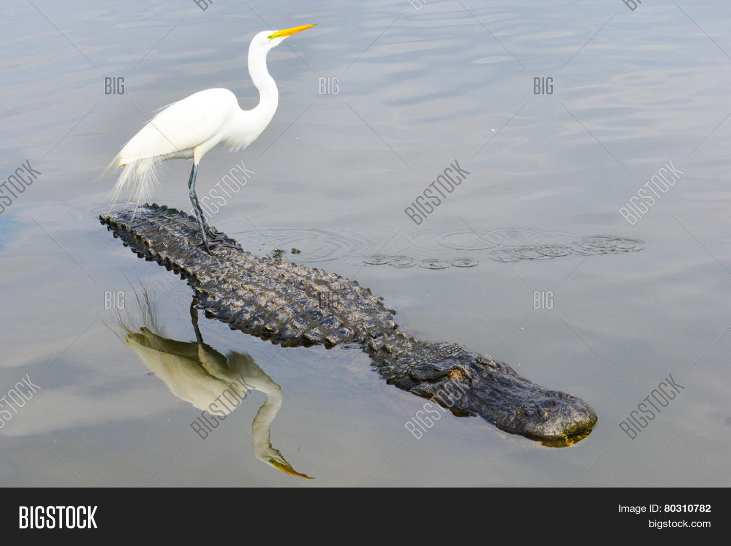 Great Blue Heron Image & Photo (Free Trial) | Bigstock