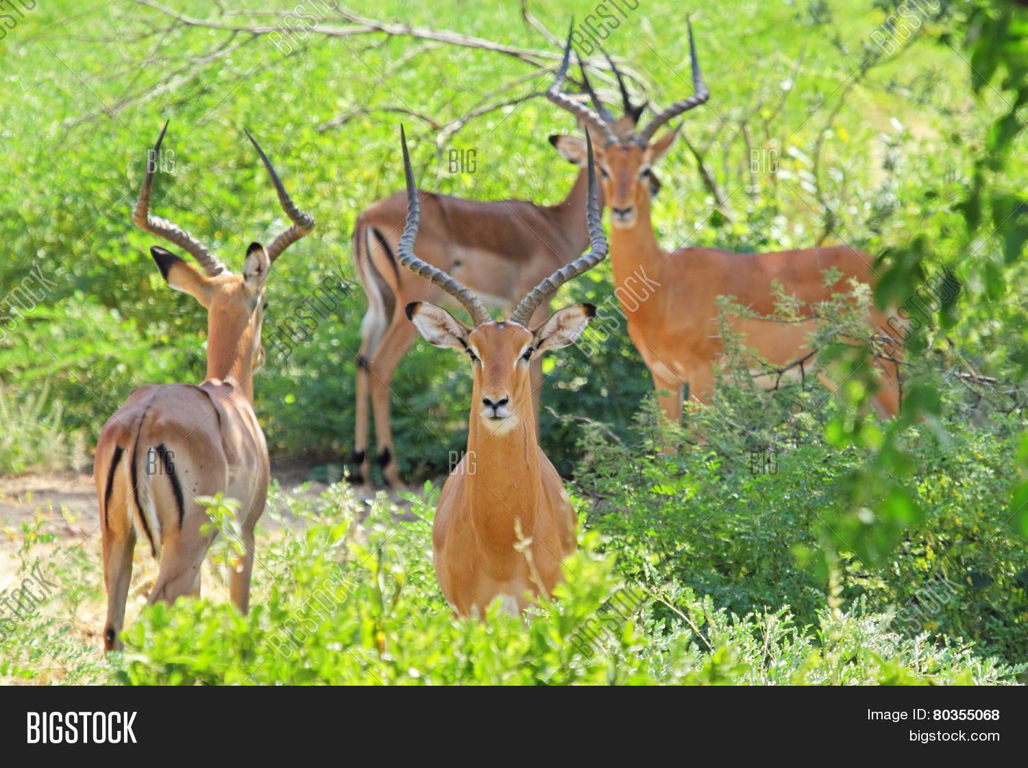 Herd Male Impalas Image & Photo (Free Trial) | Bigstock