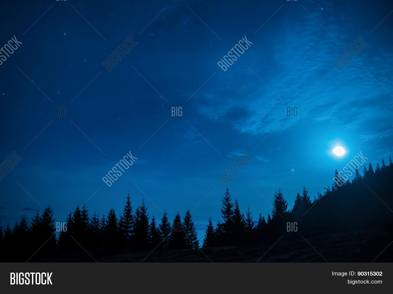 Forest Pine Trees Image & Photo (Free Trial) | Bigstock