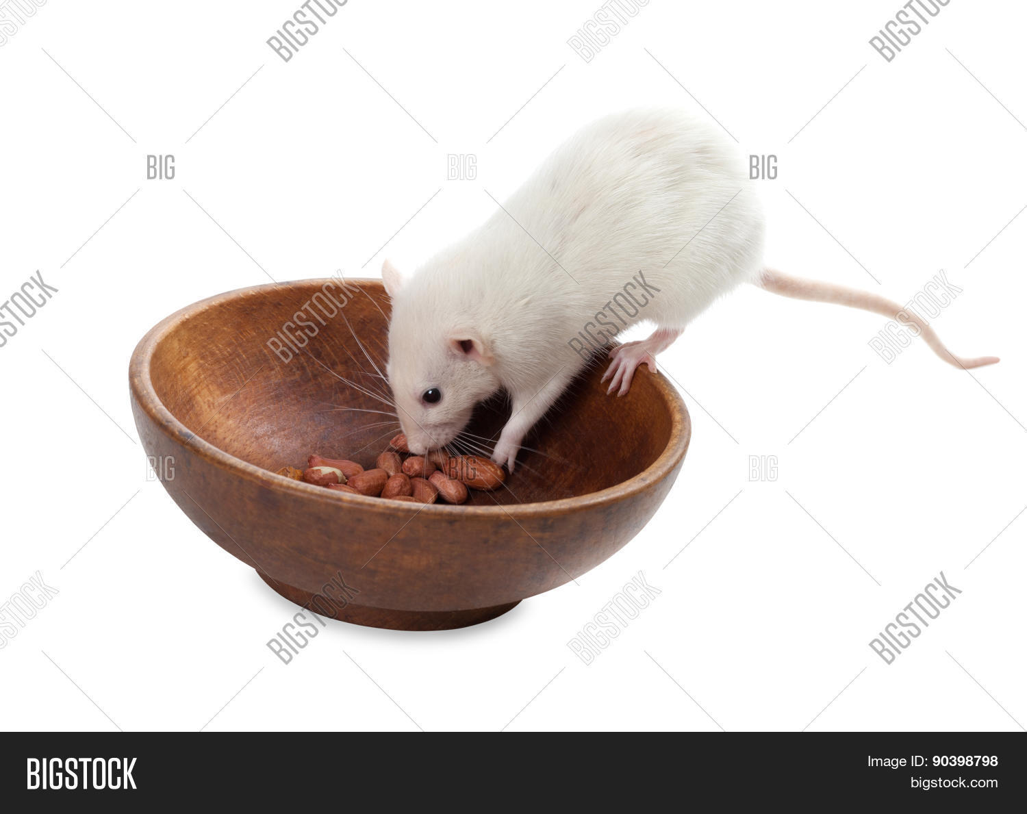 White Rat Eating Image & Photo (Free Trial) | Bigstock