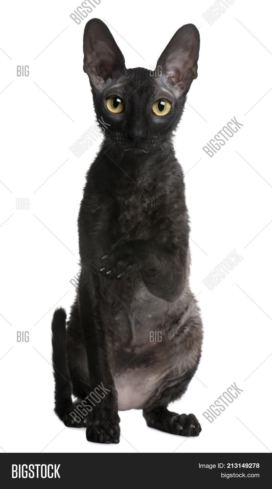 Cornish Rex Cat, 1 Image & Photo (Free Trial) | Bigstock