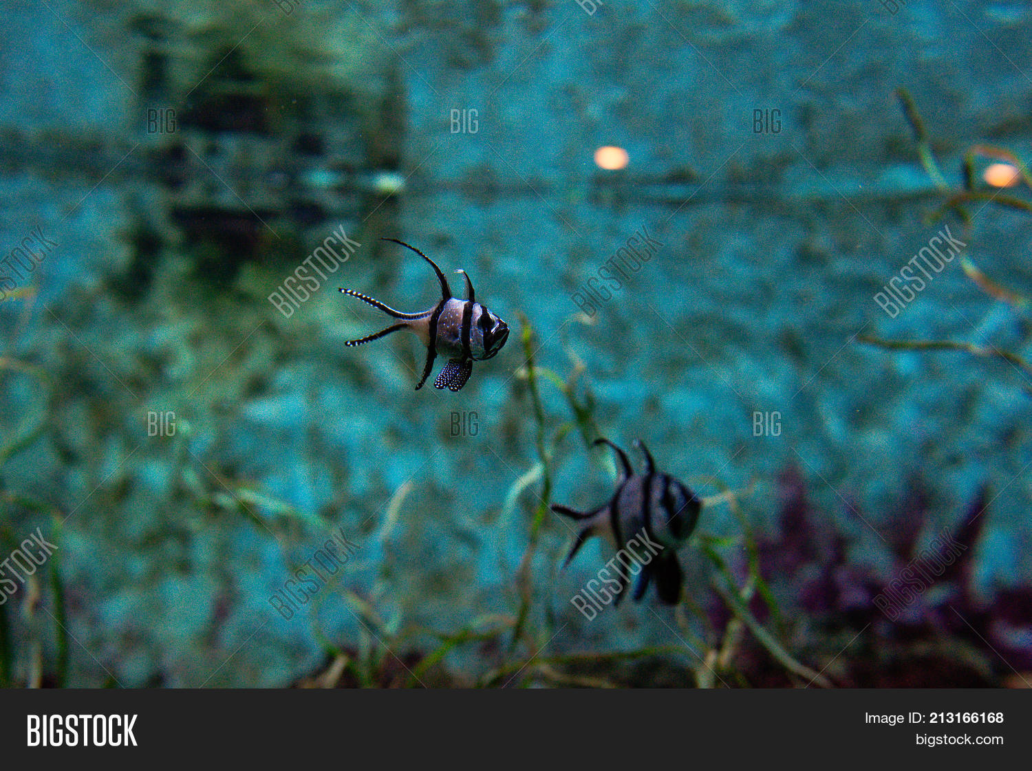 Beautiful Banggai Image & Photo (Free Trial) | Bigstock