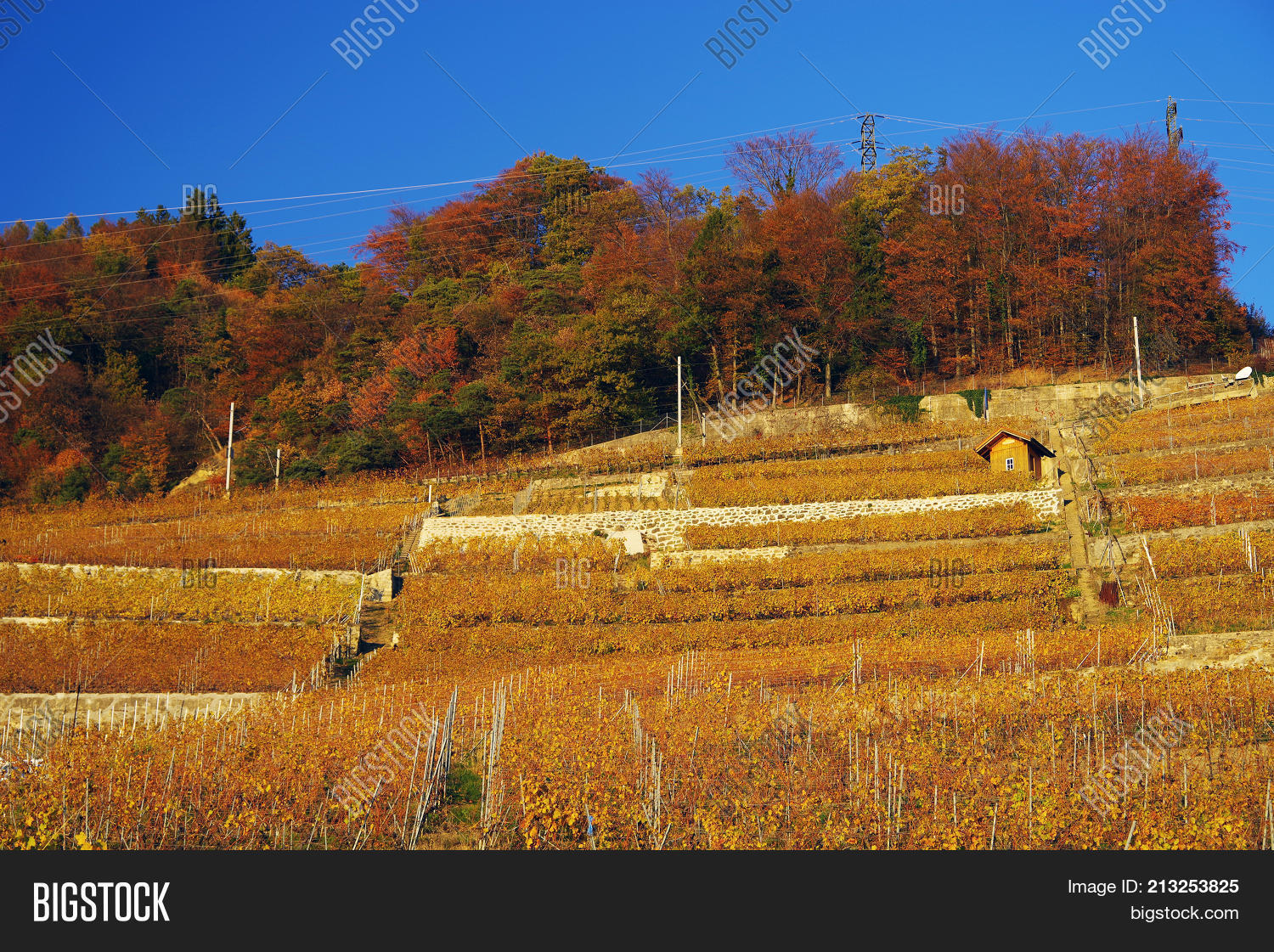 Vineyard Terraces Image & Photo (Free Trial) | Bigstock