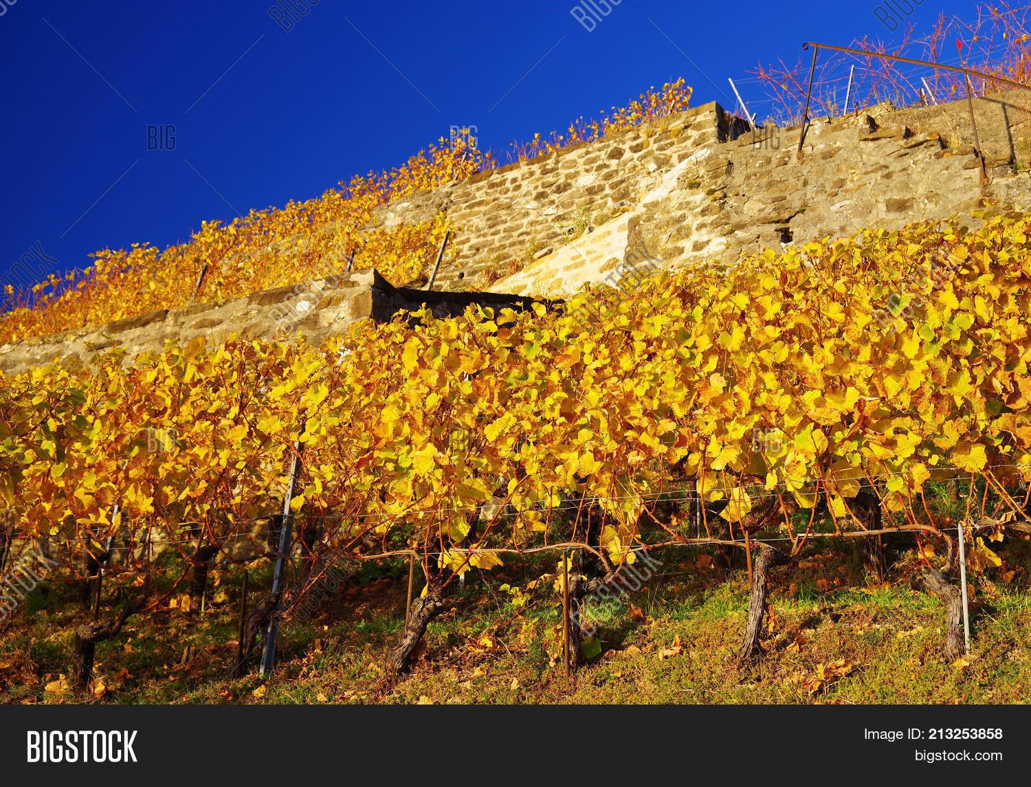 Vineyard Terraces Image & Photo (Free Trial) | Bigstock