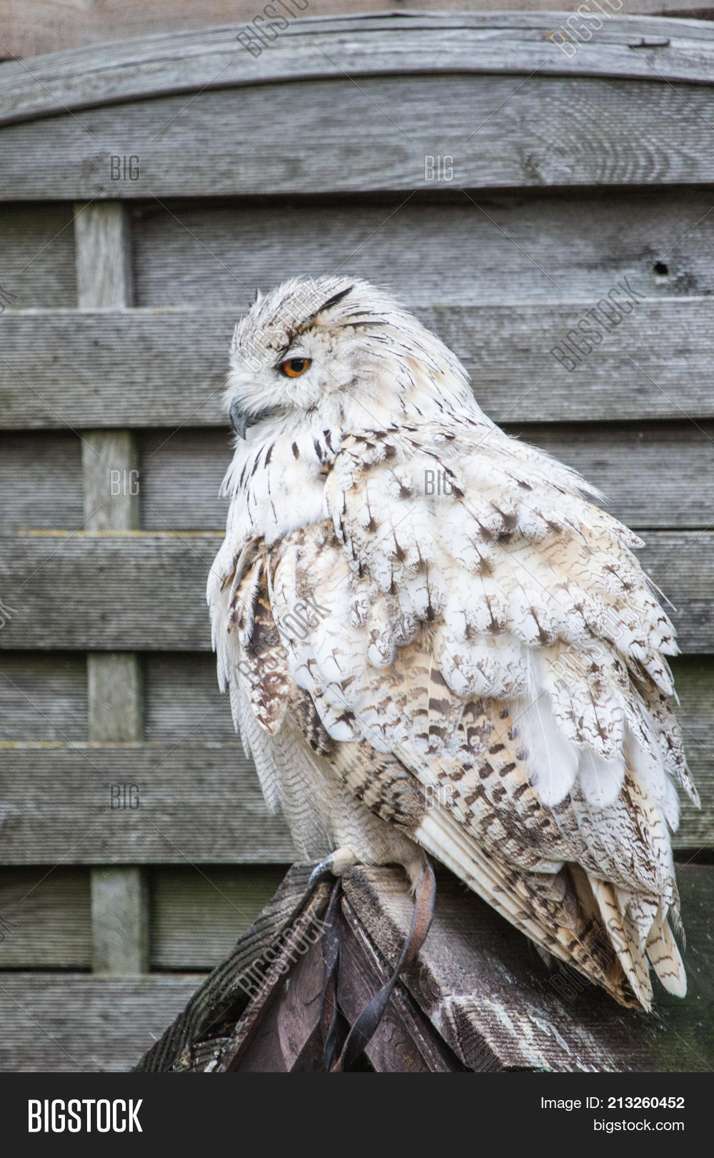 Hibou Animal Park Image & Photo (Free Trial) | Bigstock