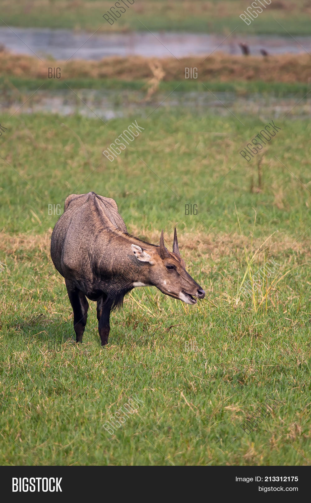 Male Nilgai ( Image & Photo (Free Trial) | Bigstock
