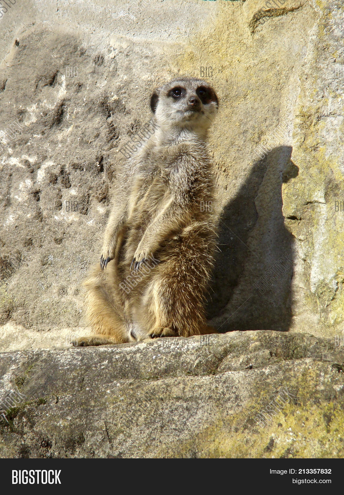 Meerkats Looking Image & Photo (Free Trial) | Bigstock
