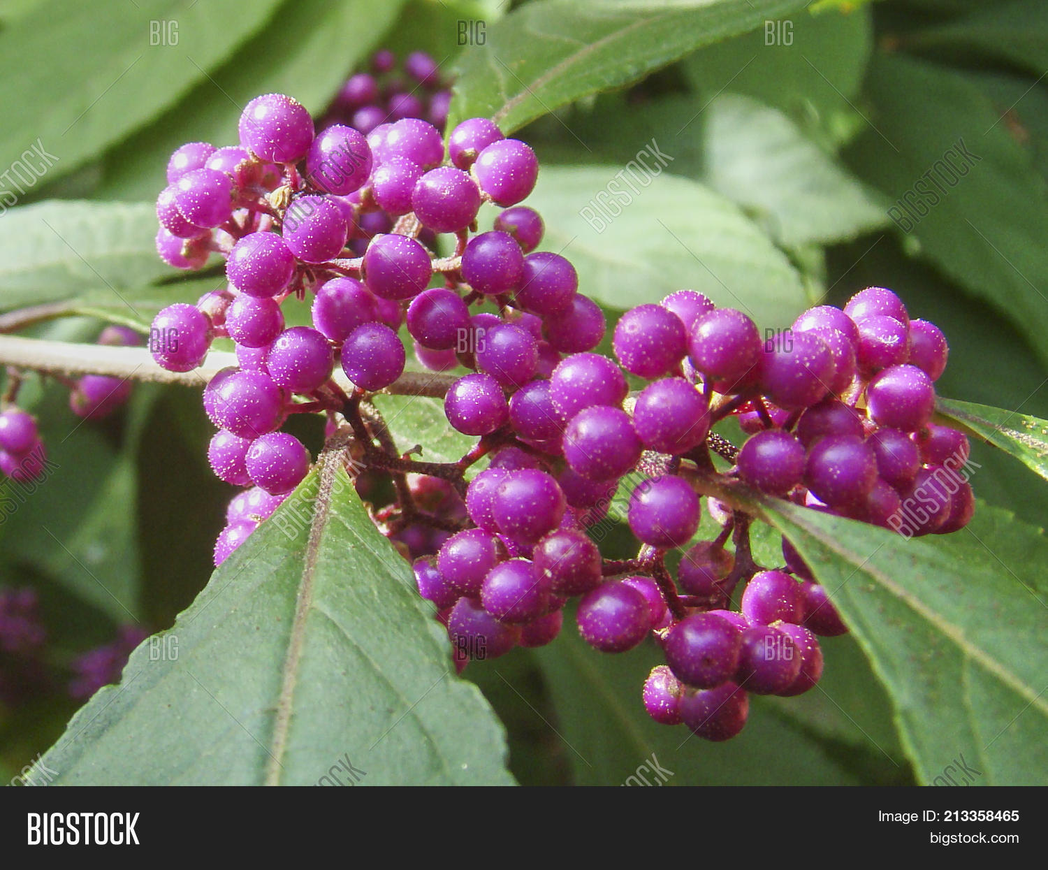 Detailed Violet Image & Photo (Free Trial) | Bigstock