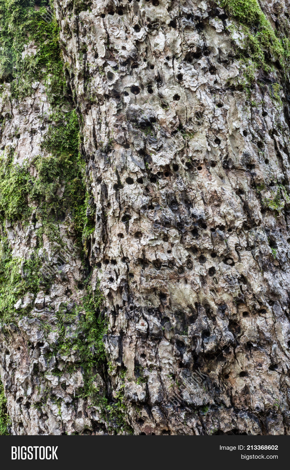 Tree Bark Green Moss Image & Photo (Free Trial) | Bigstock