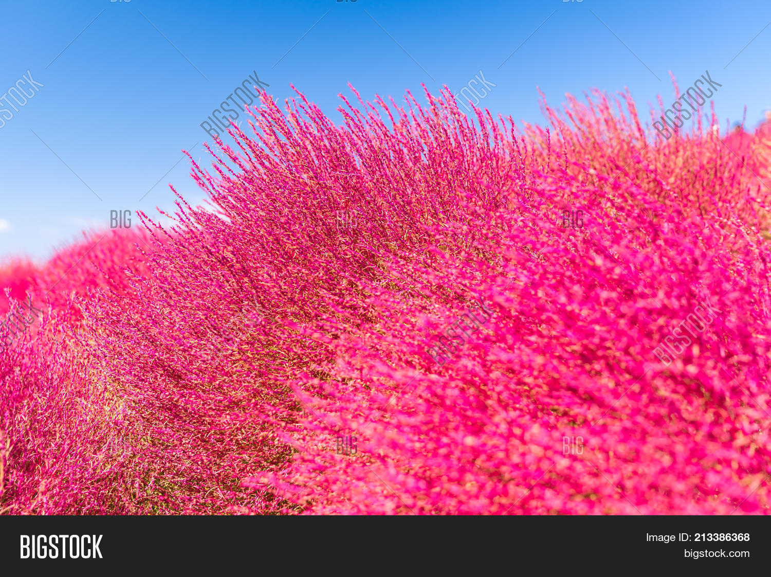 Kochia Cosmos Bush Image & Photo (Free Trial) | Bigstock