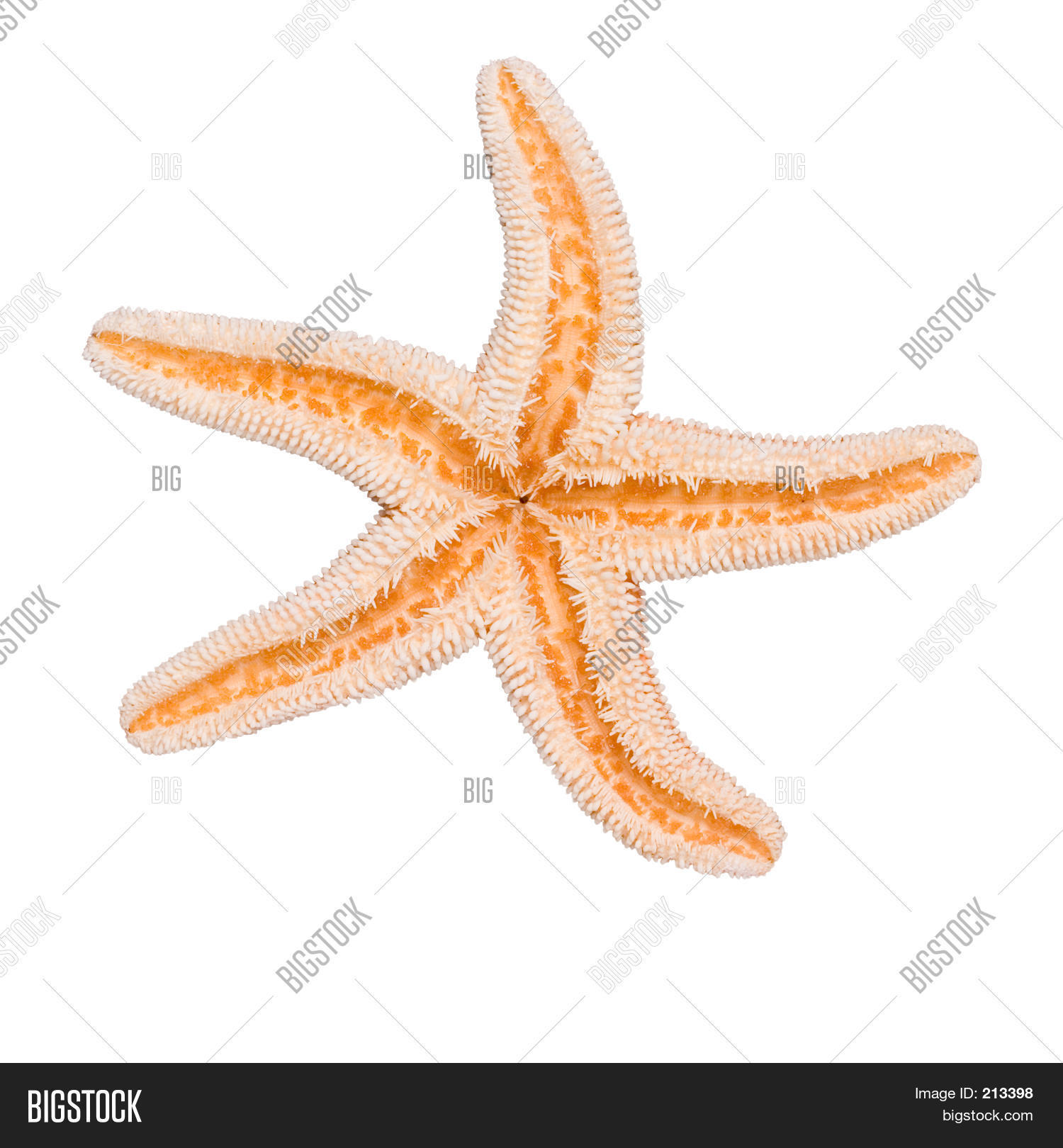 Starfish Image & Photo (Free Trial) | Bigstock