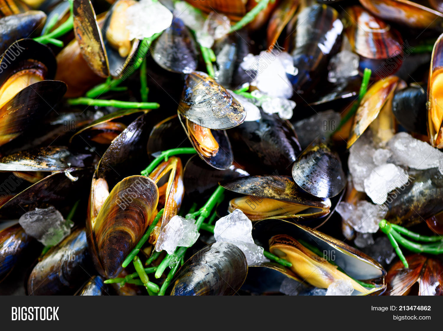Mussels, Molluscs, Image & Photo (Free Trial) | Bigstock
