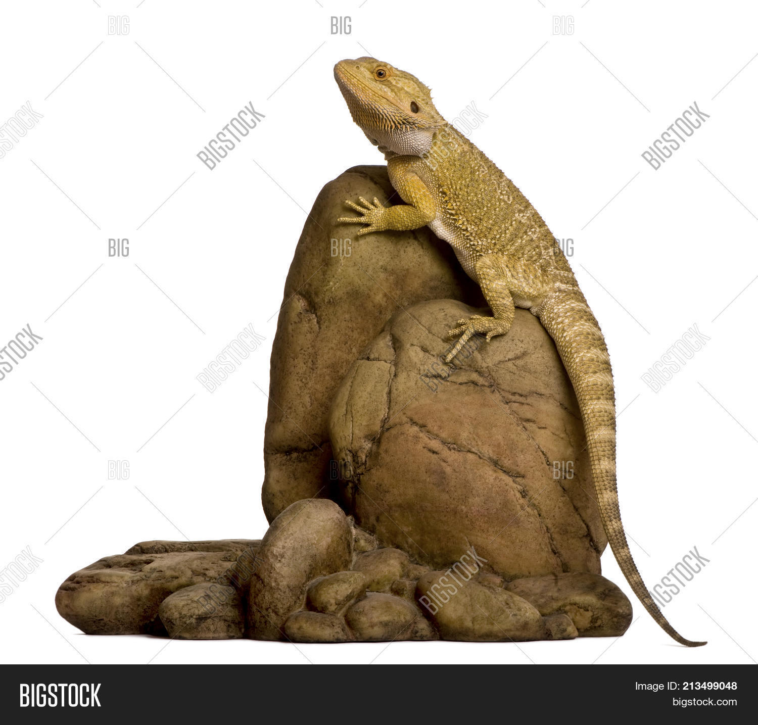 Lawson's Dragon, Image & Photo (Free Trial) | Bigstock
