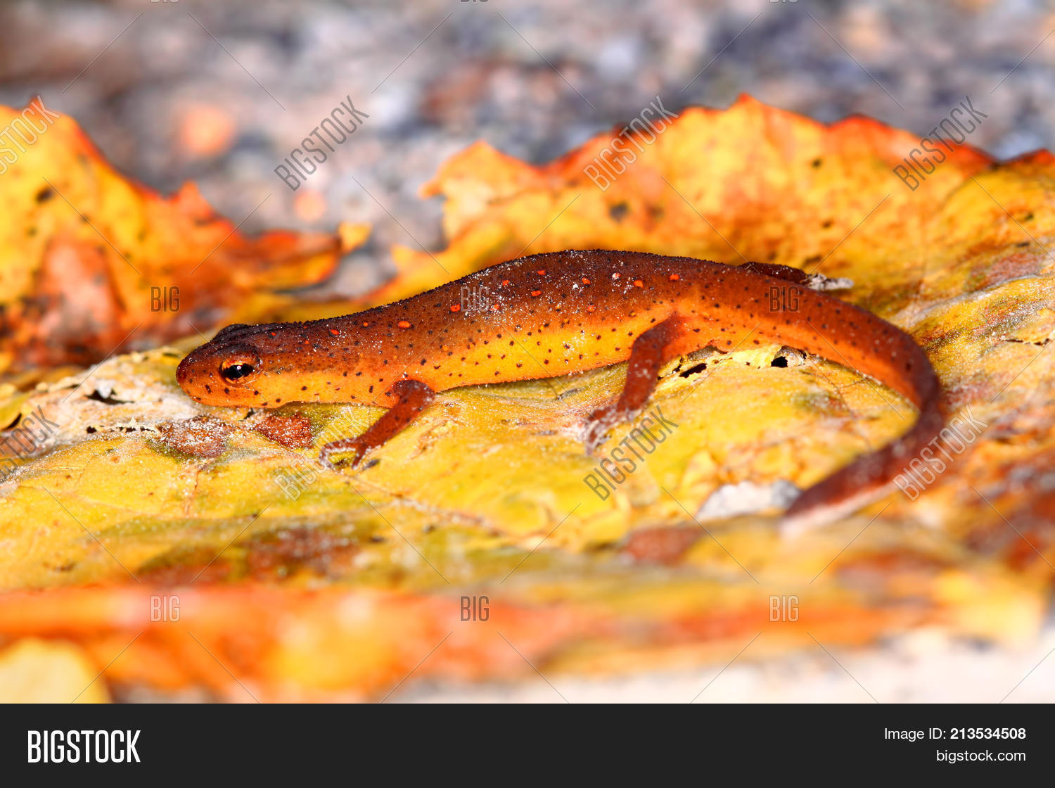 Eastern Newt ( Image & Photo (Free Trial) | Bigstock