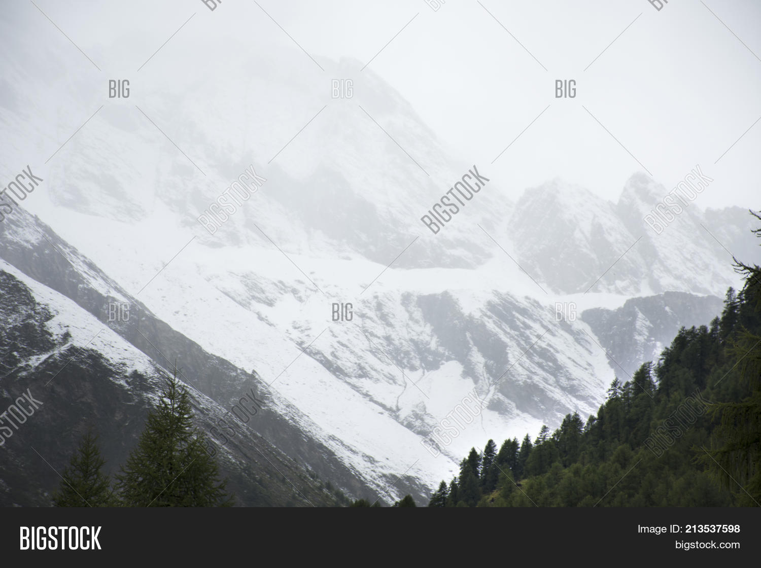 Alpine Tree Forest On Image & Photo (Free Trial) | Bigstock