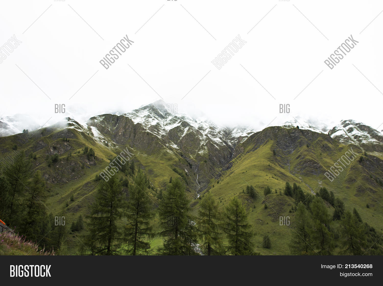 Alpine Tree Forest On Image & Photo (Free Trial) | Bigstock