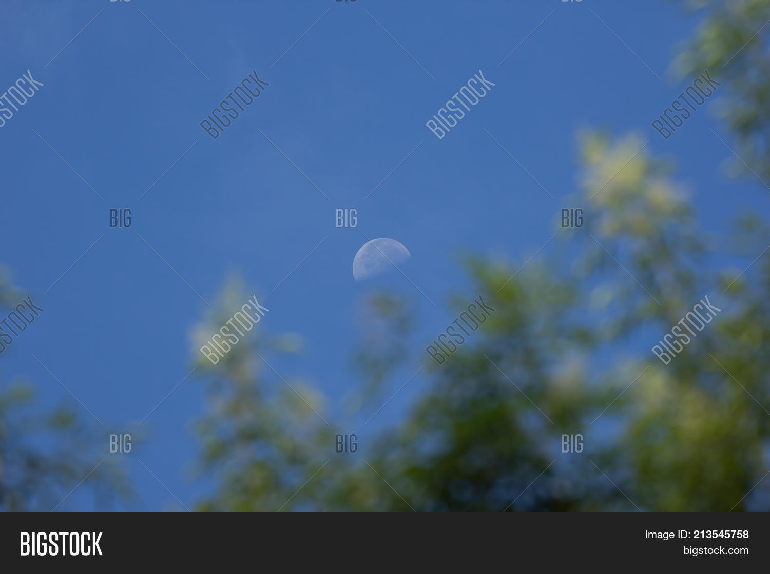 Moon Blurry Fraxinus Image & Photo (Free Trial) | Bigstock