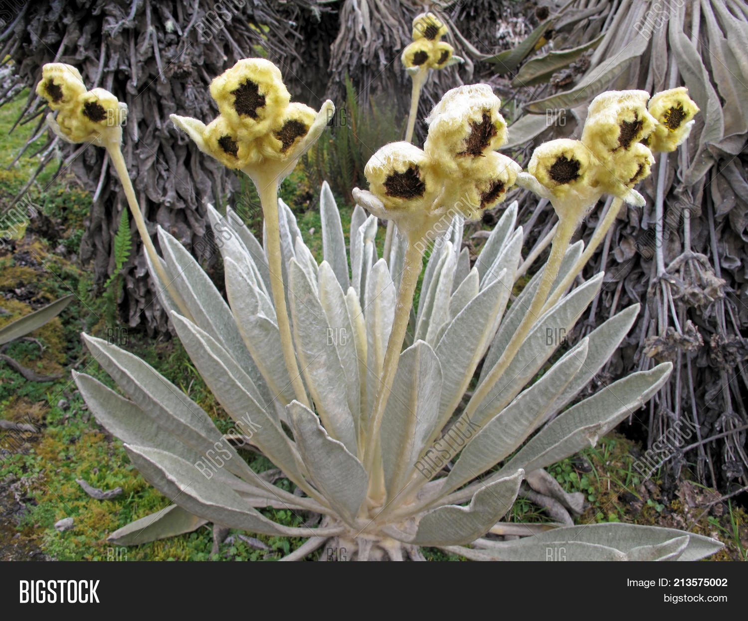 National Flower Of Colombia South America | Best Flower Site