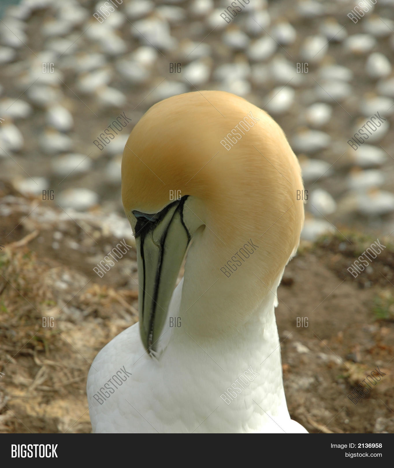 Yellow Head Sea Bird Image & Photo (Free Trial) | Bigstock