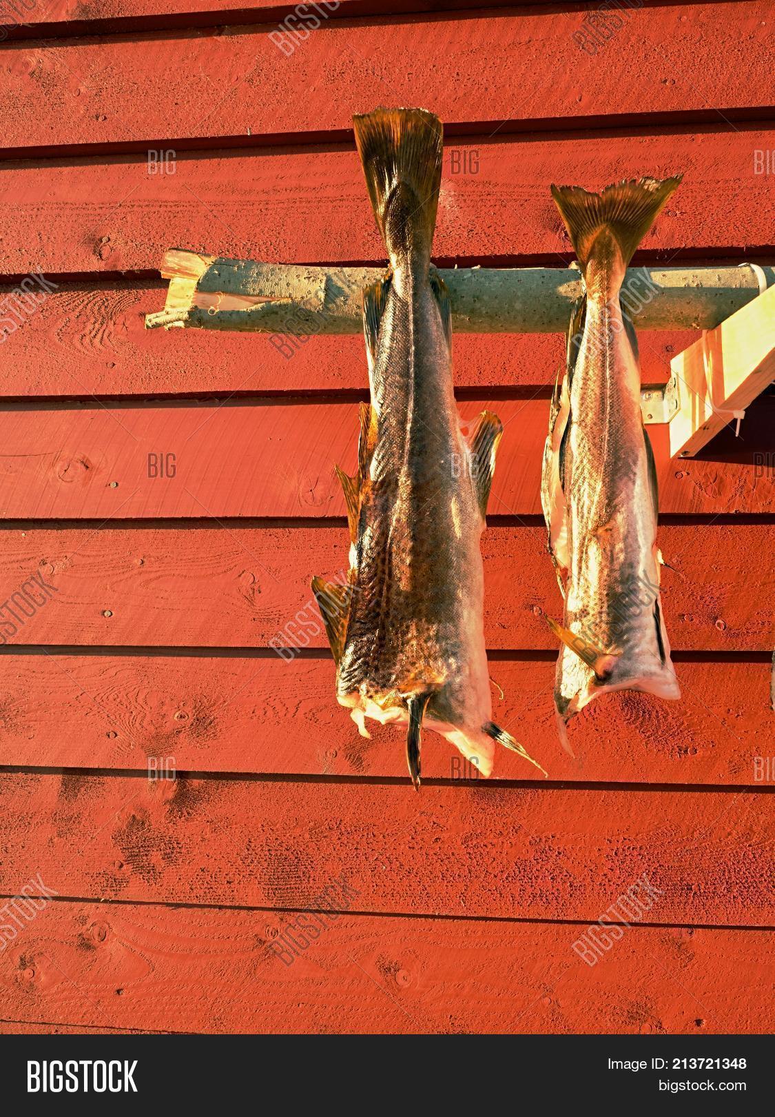 Drying Cod Fishes. Image & Photo (Free Trial) | Bigstock
