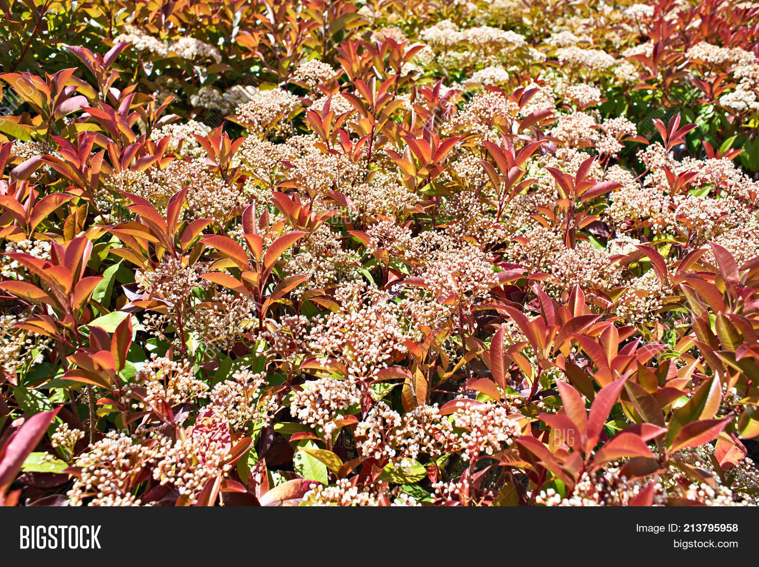 Blooming Red Tip Image & Photo (Free Trial) | Bigstock