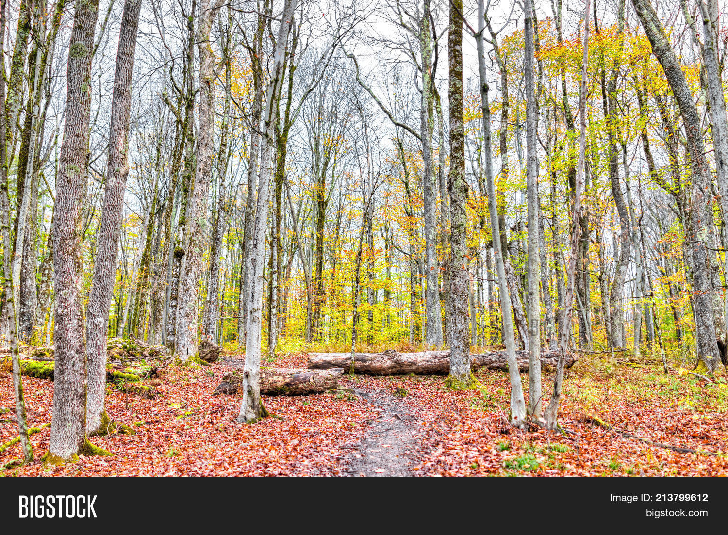 Empty Trail Path On Image & Photo (Free Trial) | Bigstock