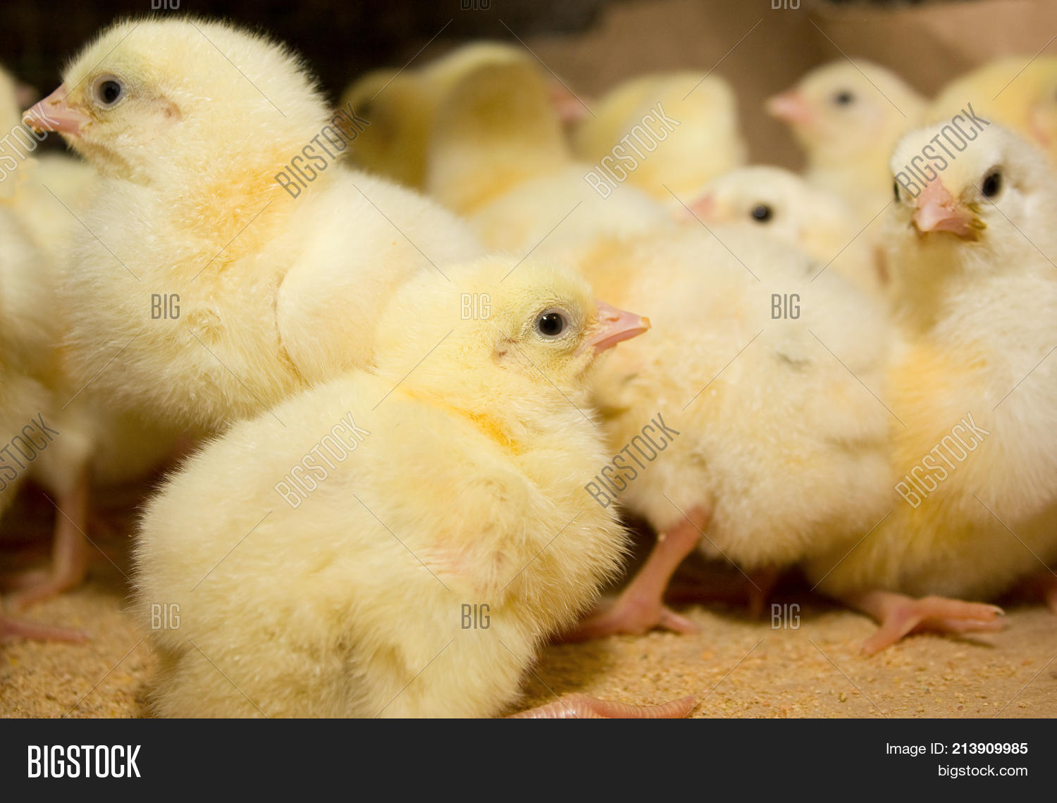 Modern Chicken Farm, Image & Photo (Free Trial) | Bigstock