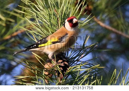 European 图片和照片（免费试用） | Bigstock