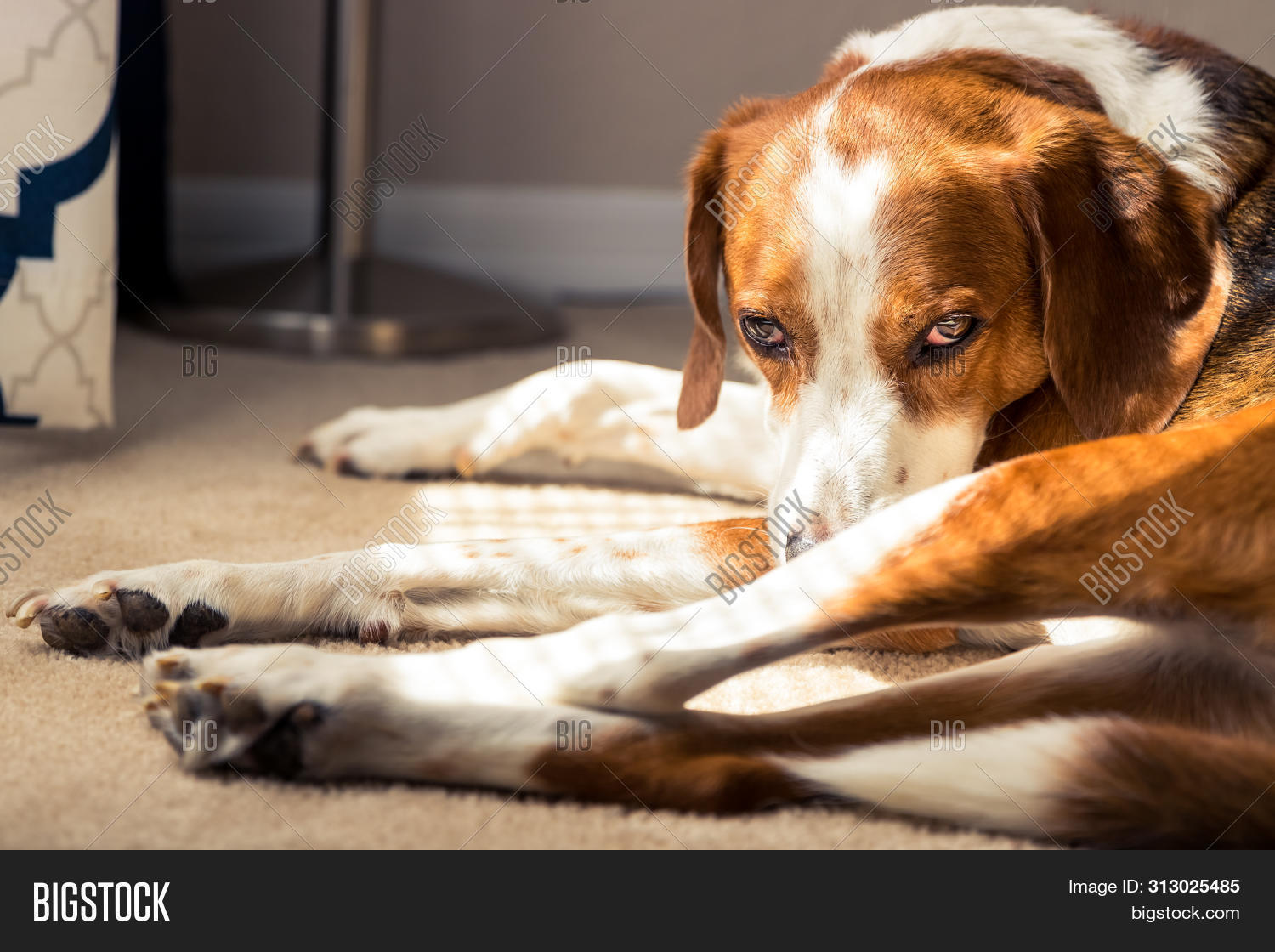 Large Beagle Hound Dog Image & Photo (Free Trial) | Bigstock
