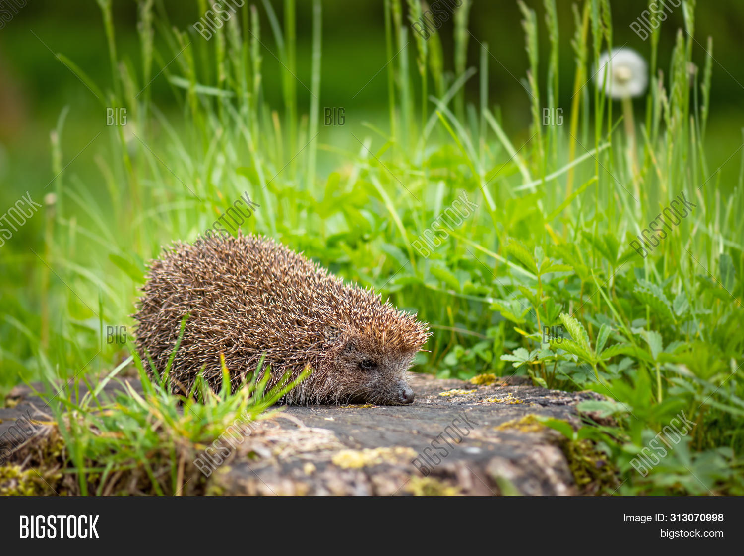 Cute Common Hedgehog Image & Photo (Free Trial) | Bigstock