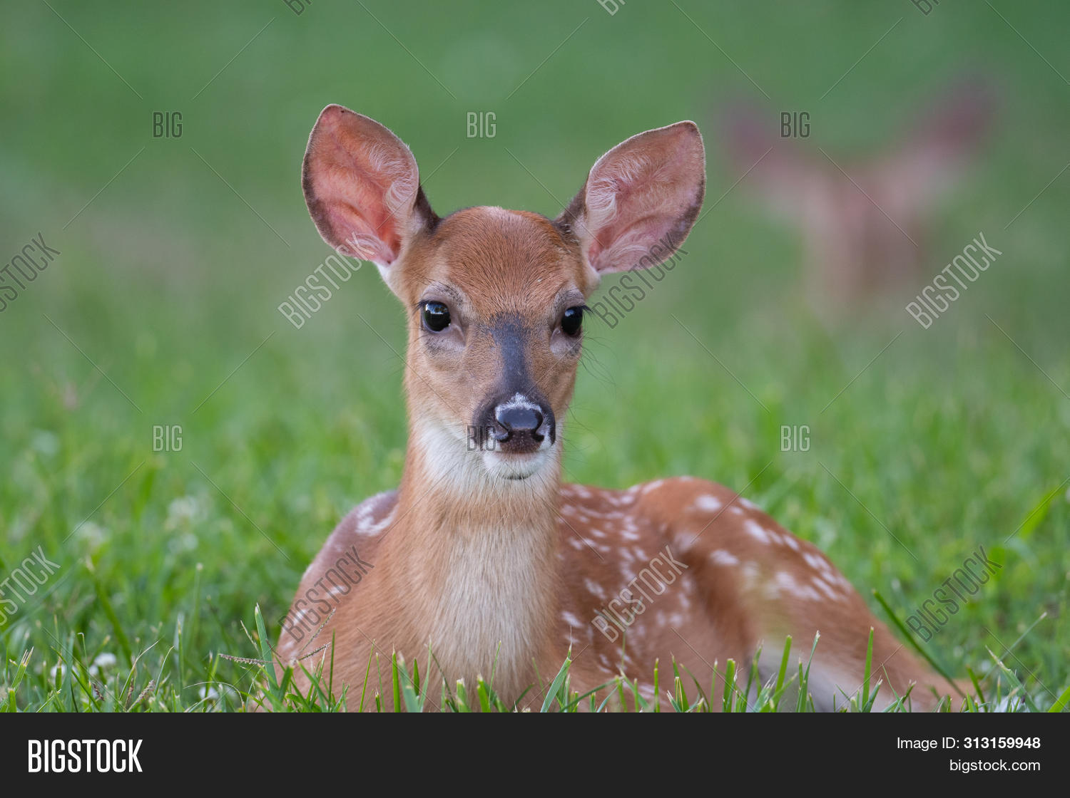White-tailed Deer Fawn Image & Photo (Free Trial) | Bigstock