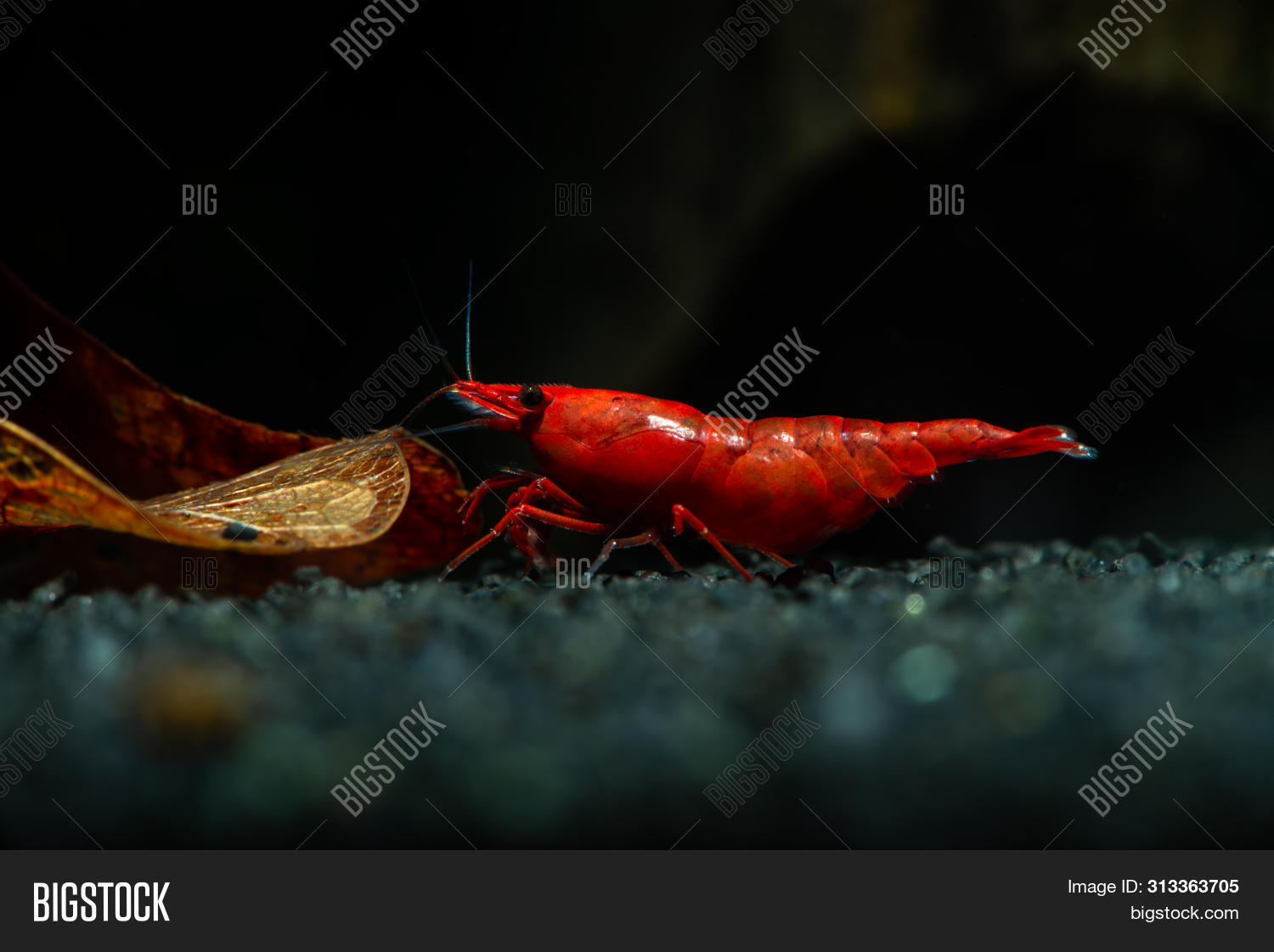 Red Neocaridina Shrimp Image & Photo (Free Trial) | Bigstock