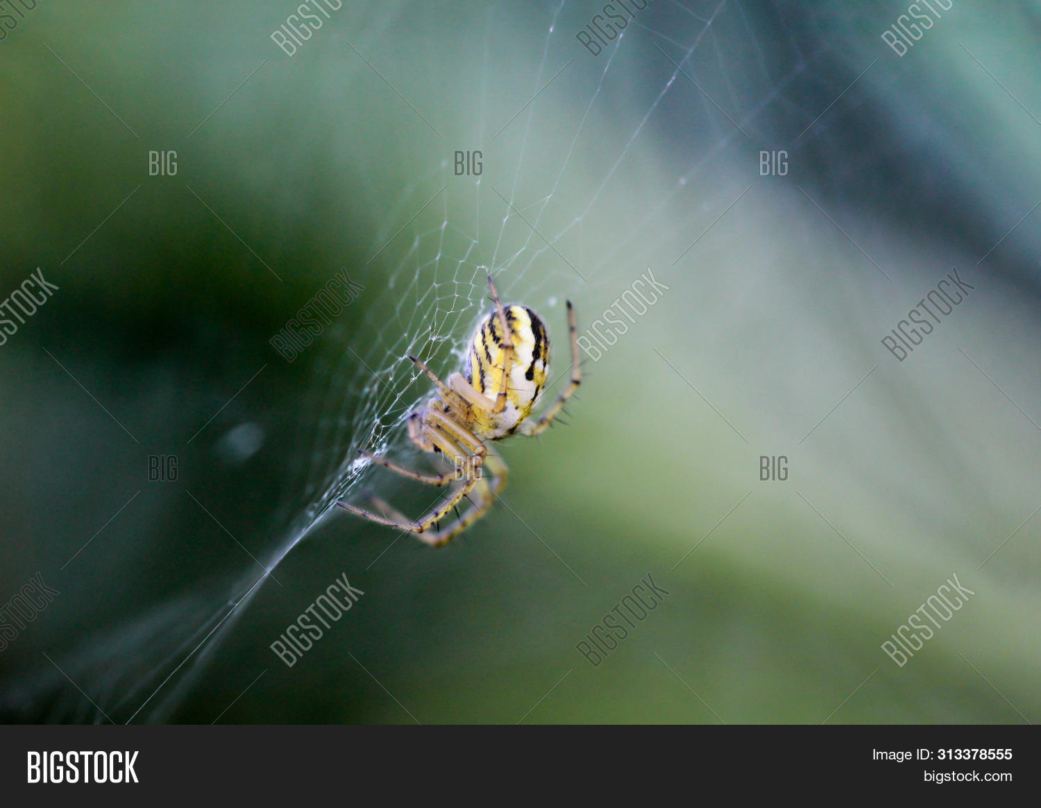 Neriene Peltata / Image & Photo (Free Trial) | Bigstock
