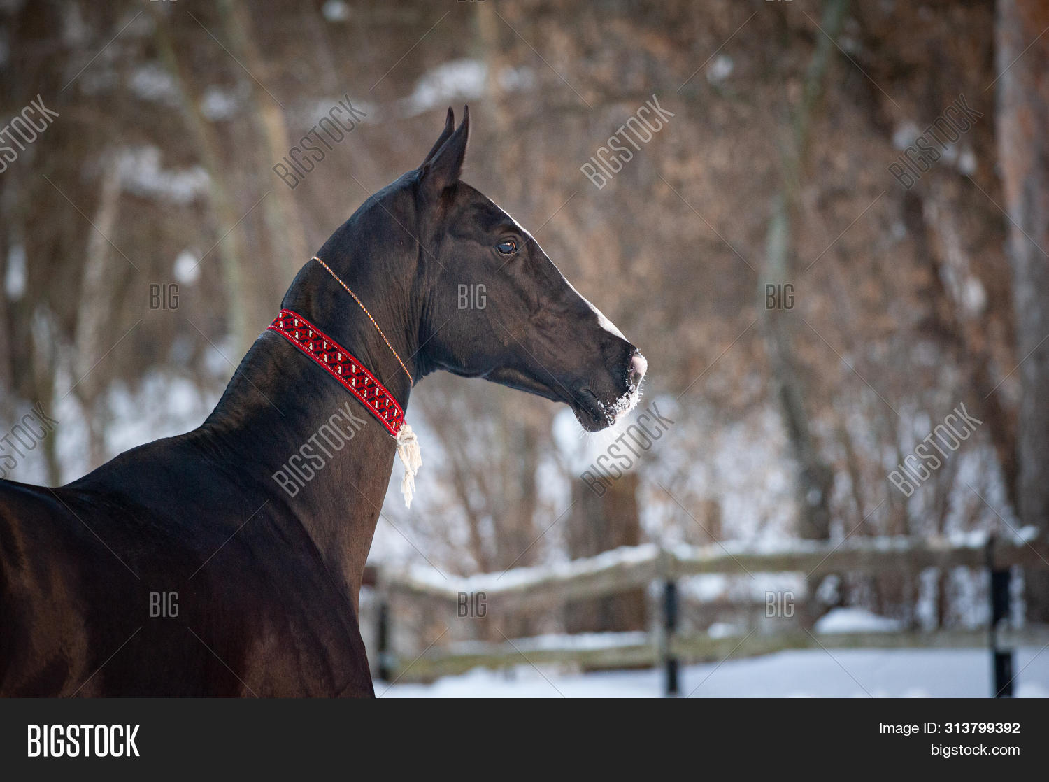 Akhal Teke Gray