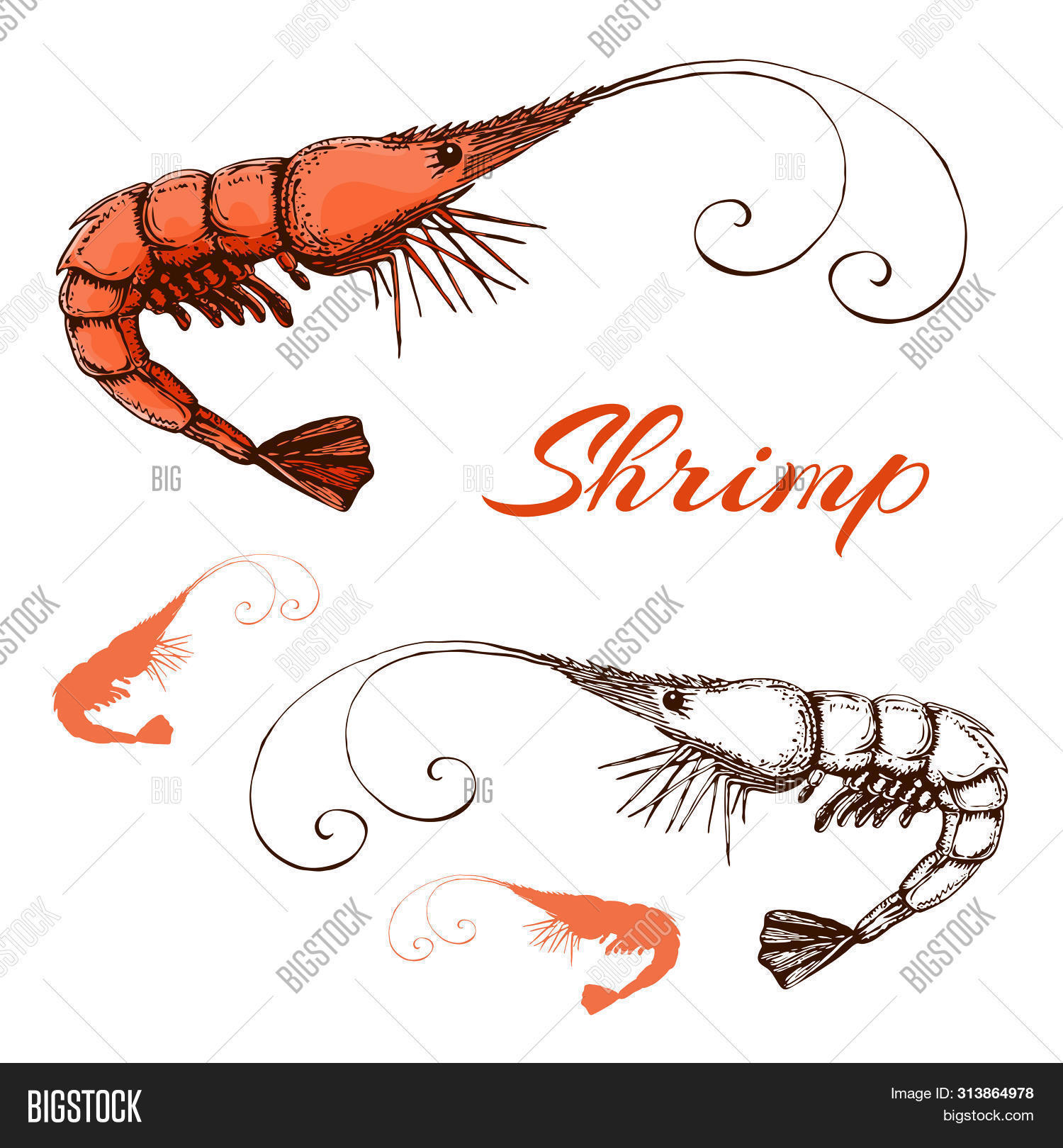 Hand Drawn Engraved Image & Photo (Free Trial) | Bigstock