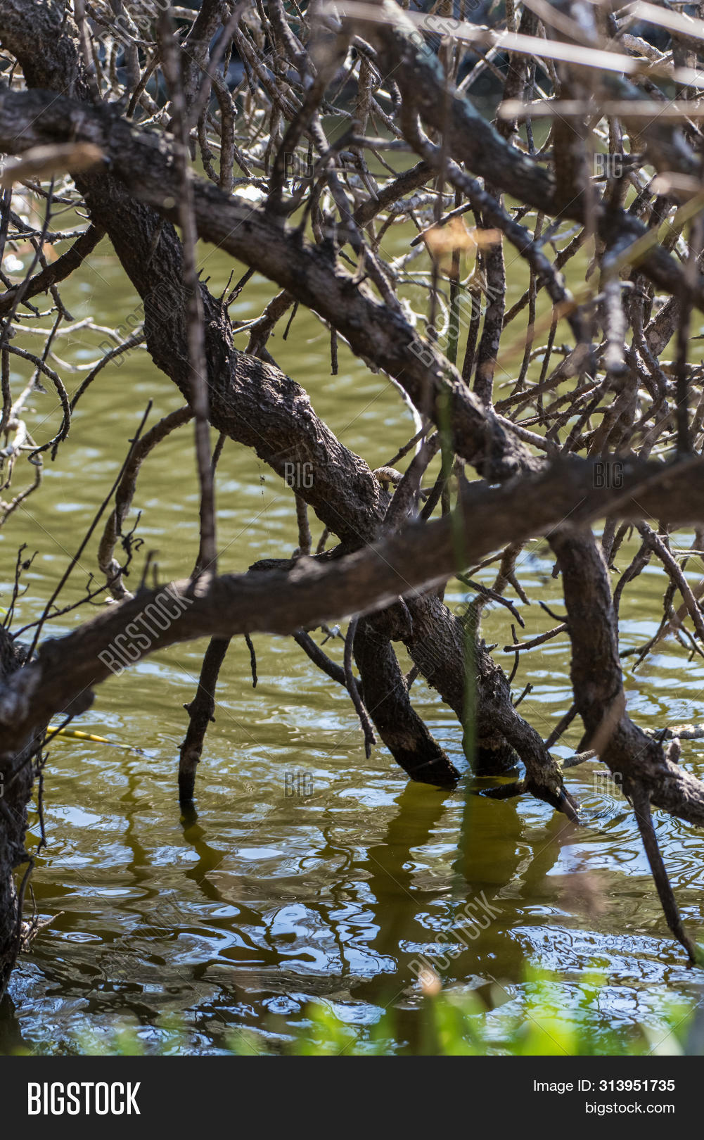 Thick Wooden Mangrove Image & Photo (Free Trial) | Bigstock