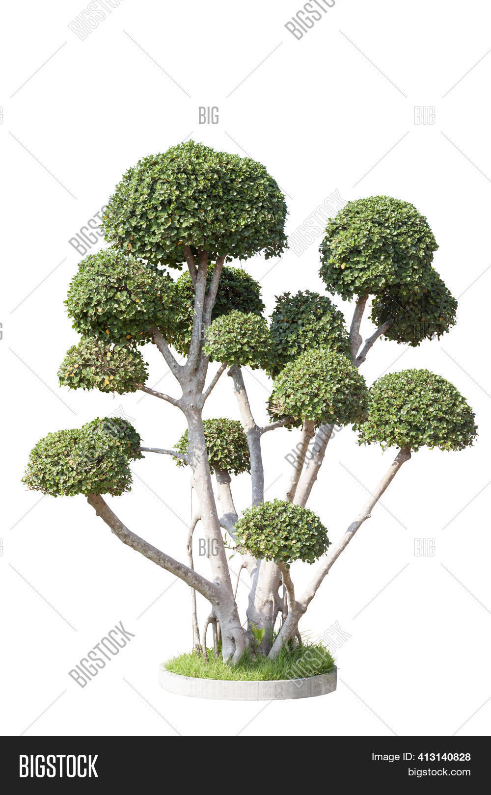Ficus Annulata Blume Image & Photo (Free Trial) | Bigstock