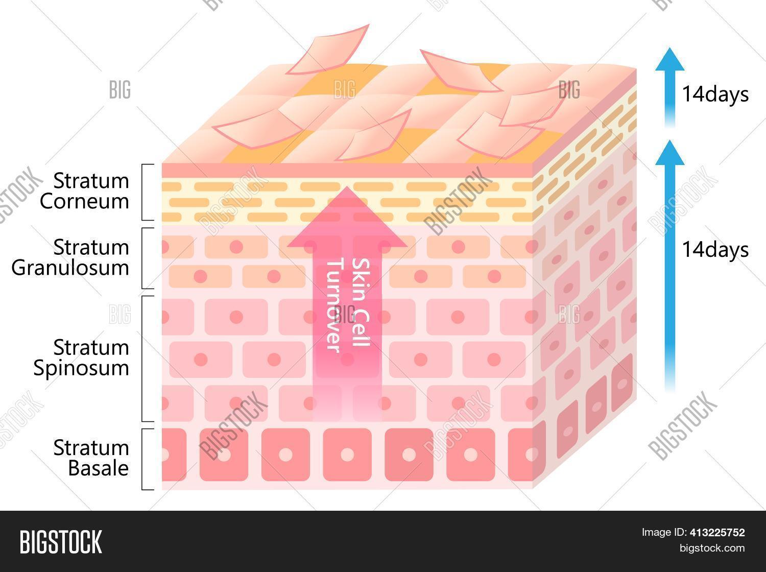 Skin Cell Turnover Image & Photo (Free Trial) | Bigstock