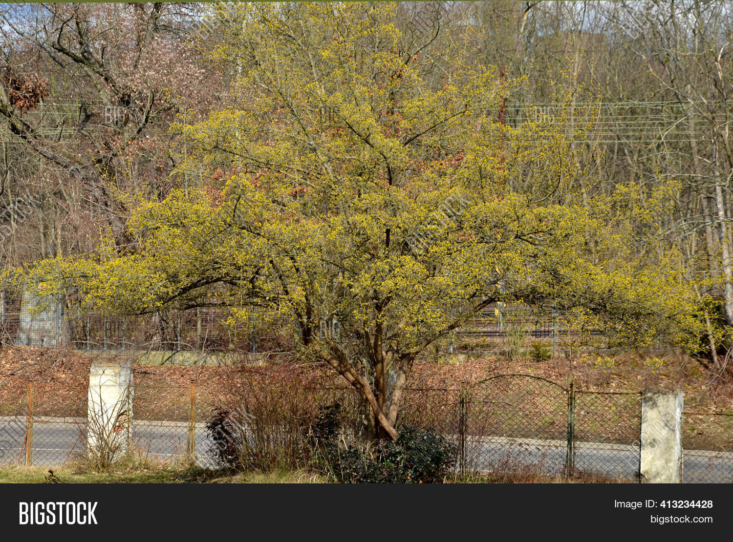 Cornus Mas Bloom Early Image & Photo (Free Trial) | Bigstock