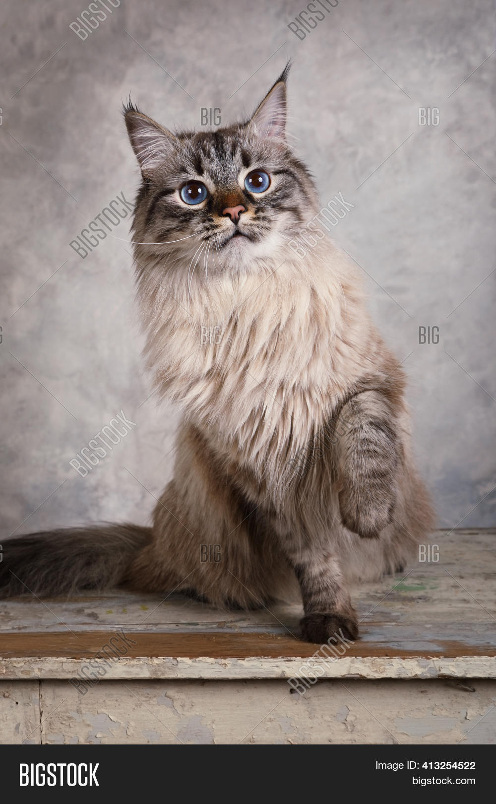 Fluffy Siberian Cat Image & Photo (Free Trial) | Bigstock